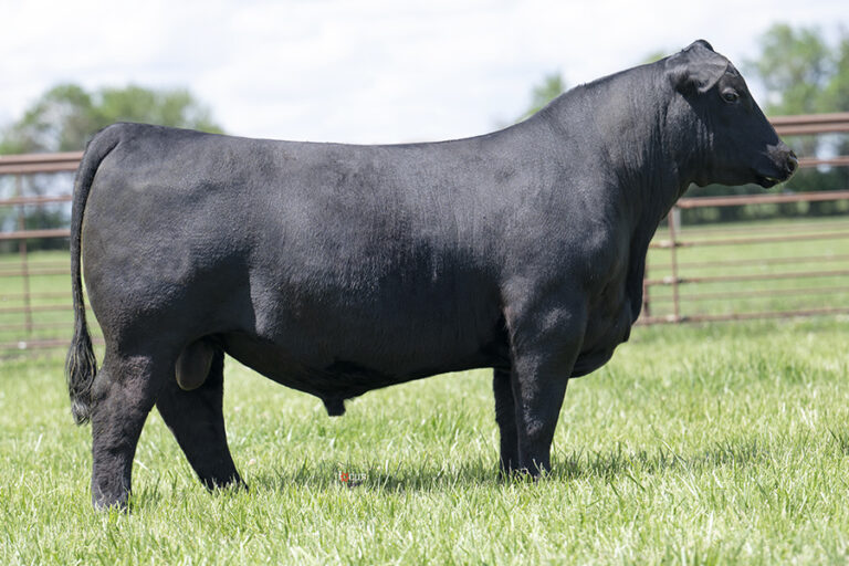 Prairie View Farms | The Alan Miller Family – Gridley, Illinois